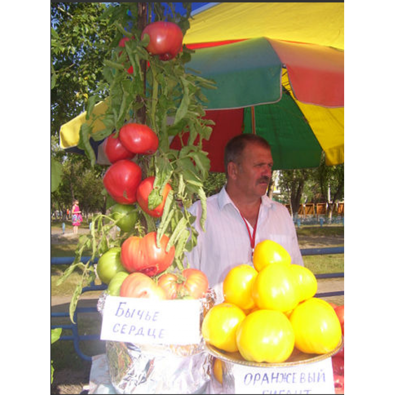 Минусинское бычье сердце от Галины и Сергея Гонсиоровских